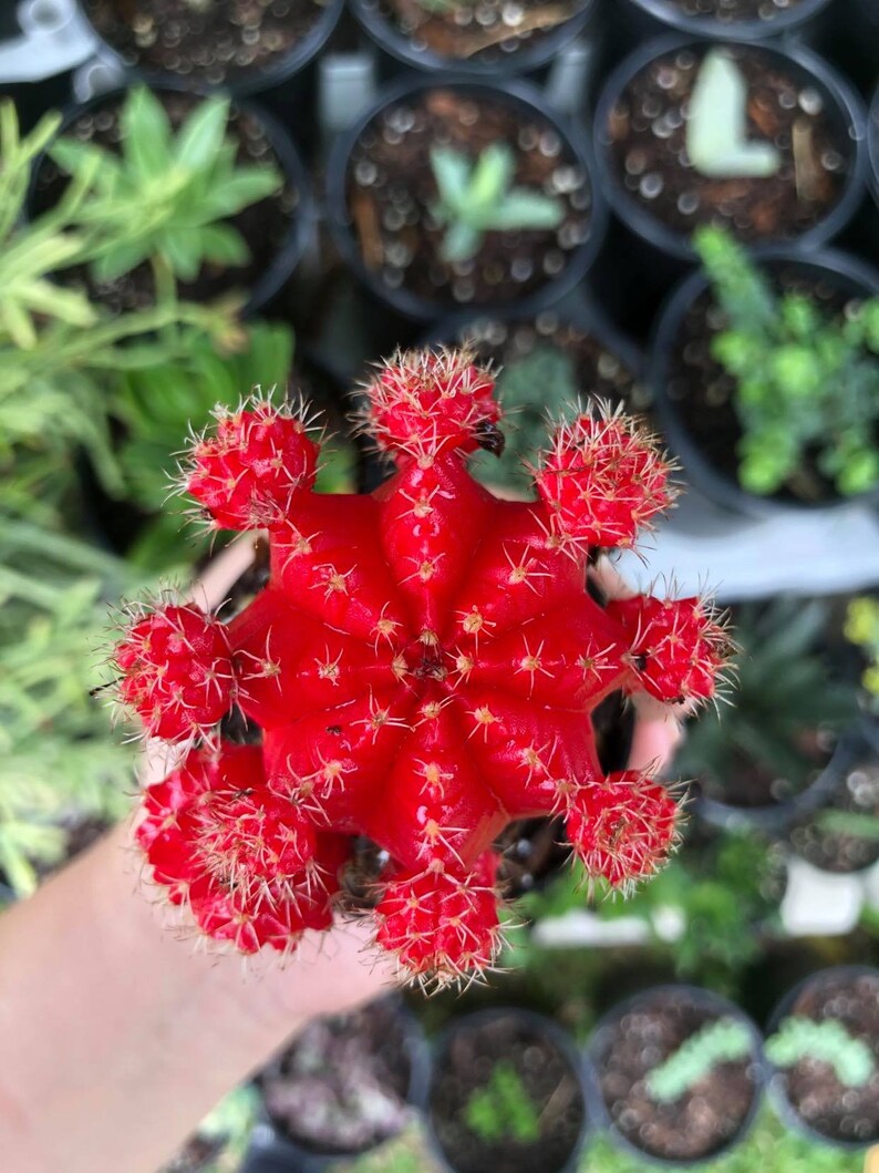 Red Grafted Moon Cactus Rare Succulent Live Cacti Plant - Etsy