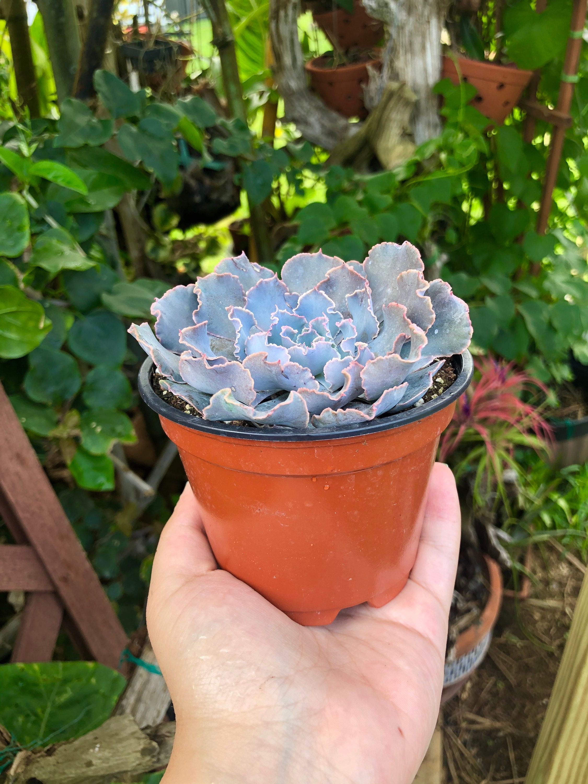 Echeveria Blue Curls Rare Succulent Live Plant | Etsy
