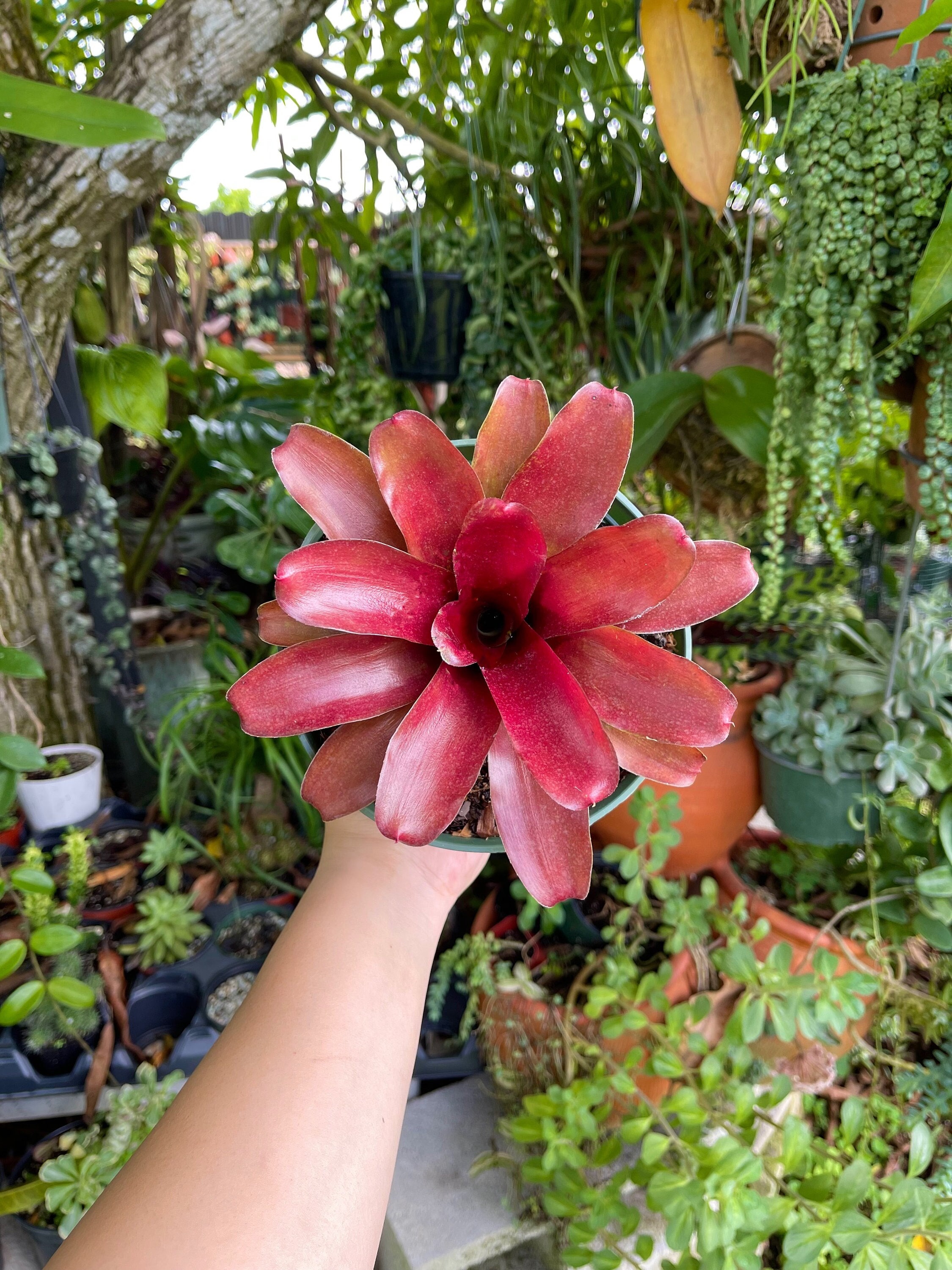 6 Bromeliad Neoregelia Fireball Rare Live Plant - Etsy 日本
