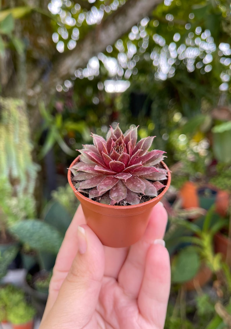 2” Sempervivum Ruby Hens and Chicks Rare Succulent Live Plant - Etsy