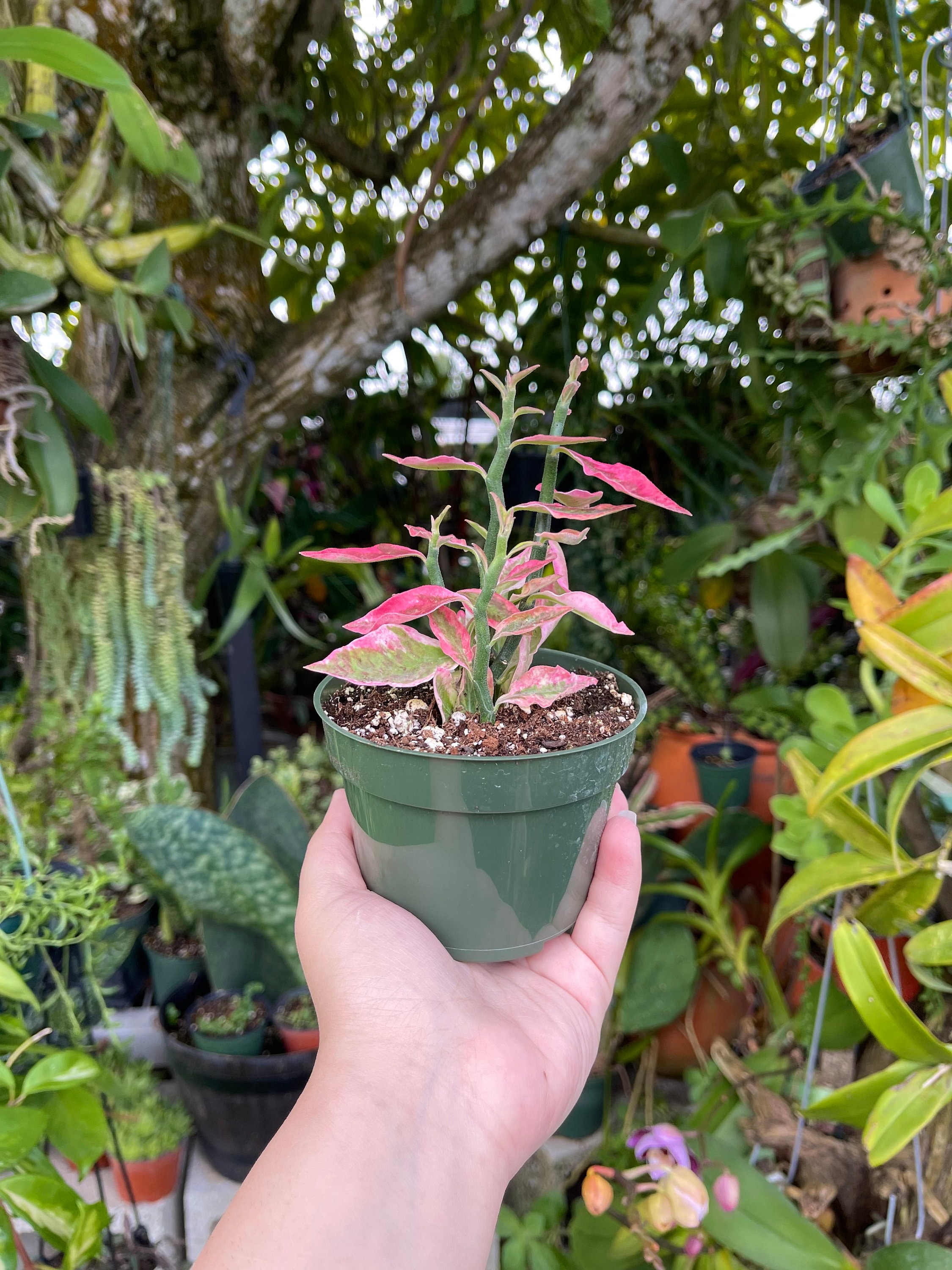 Pedilanthus Tithymaloides Variegated Pink devils Backbone - Etsy