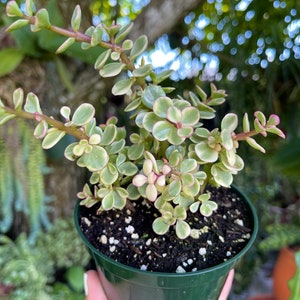 Variegated Rainbow Elephant Bush Portulacaria Afra Rare Succulent Live ...