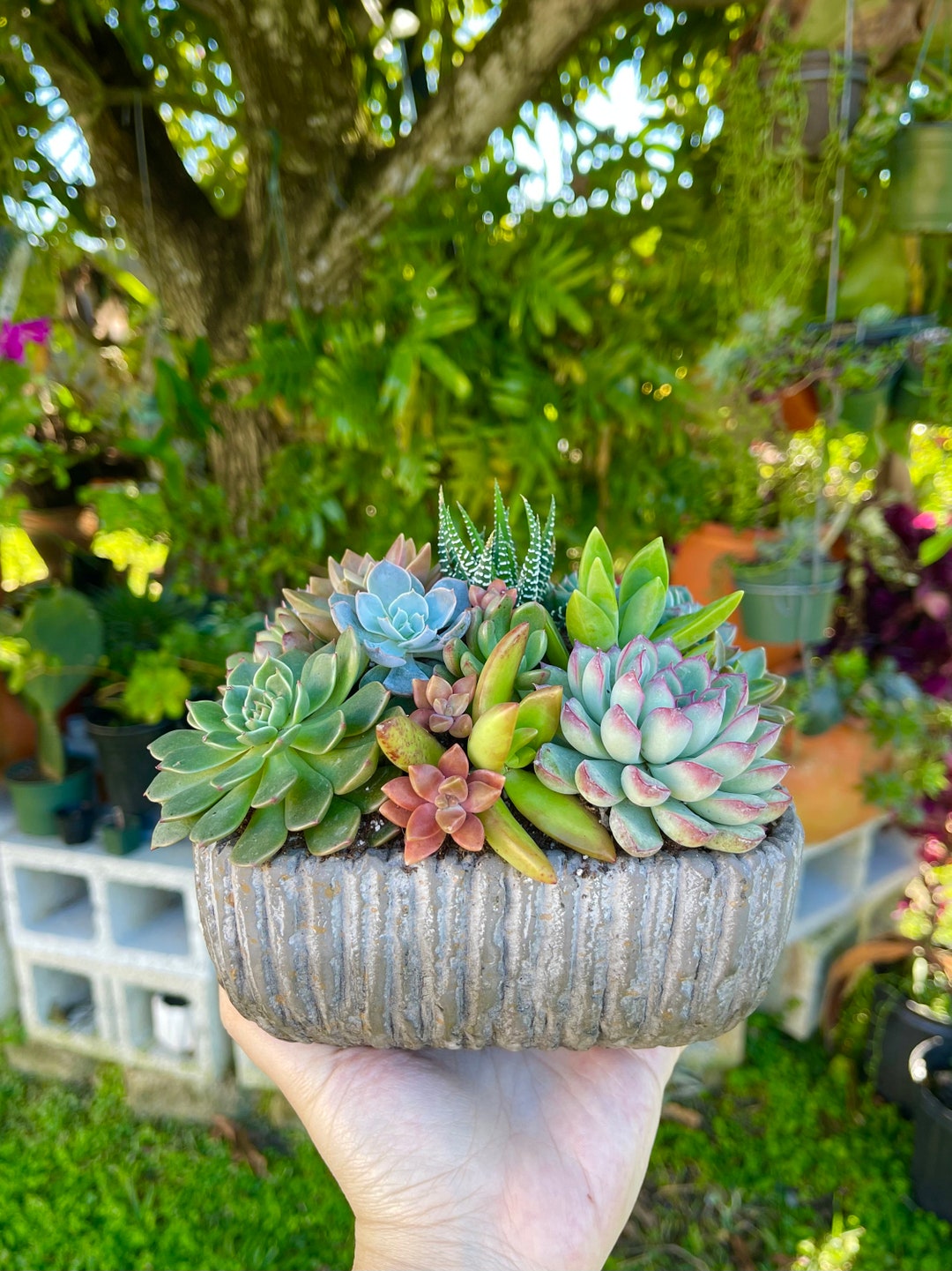 Large Living Colorful Succulent Arrangement - Etsy