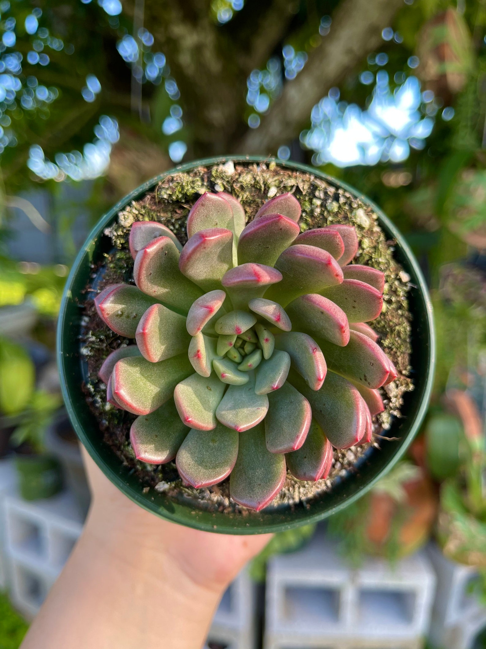 Graptoveria Bashful Pink Ruby Rare Succulent Live Plant - Etsy