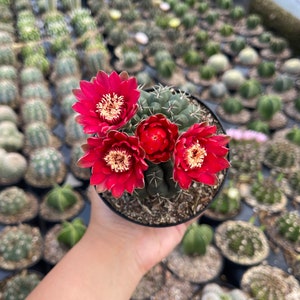 Gymnocalycium Baldianum ‘ Dwarf Chin Cactus ‘ Rare Succulent Live Cacti ...