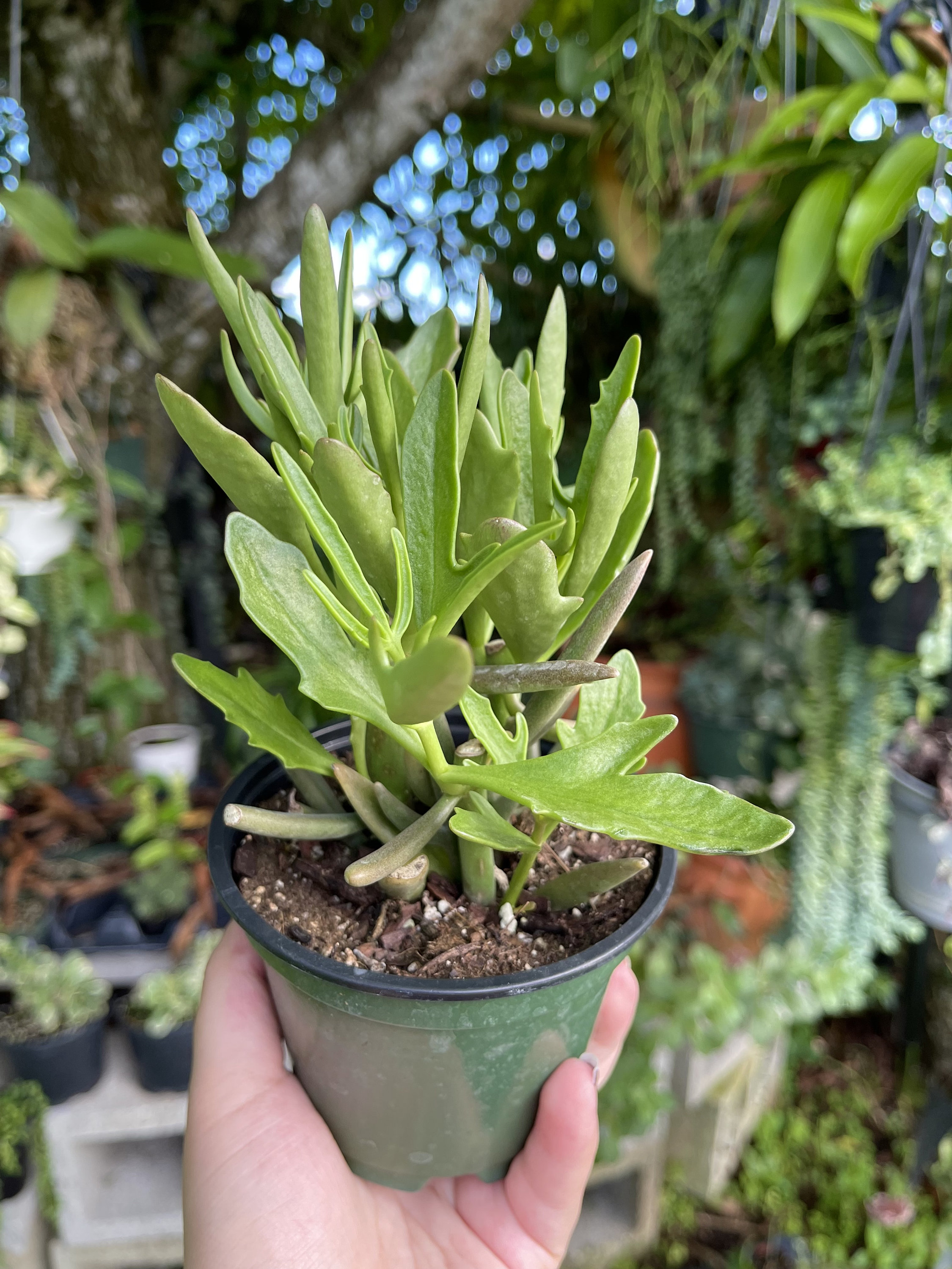 Kalanchoe Ceratophylla Laciniate ‘ Widow’s Thrill ‘ Rare Succulent Live ...