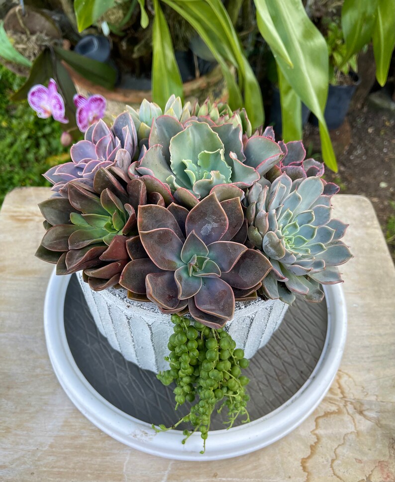 8” Living Colorful Succulent Arrangement - Etsy