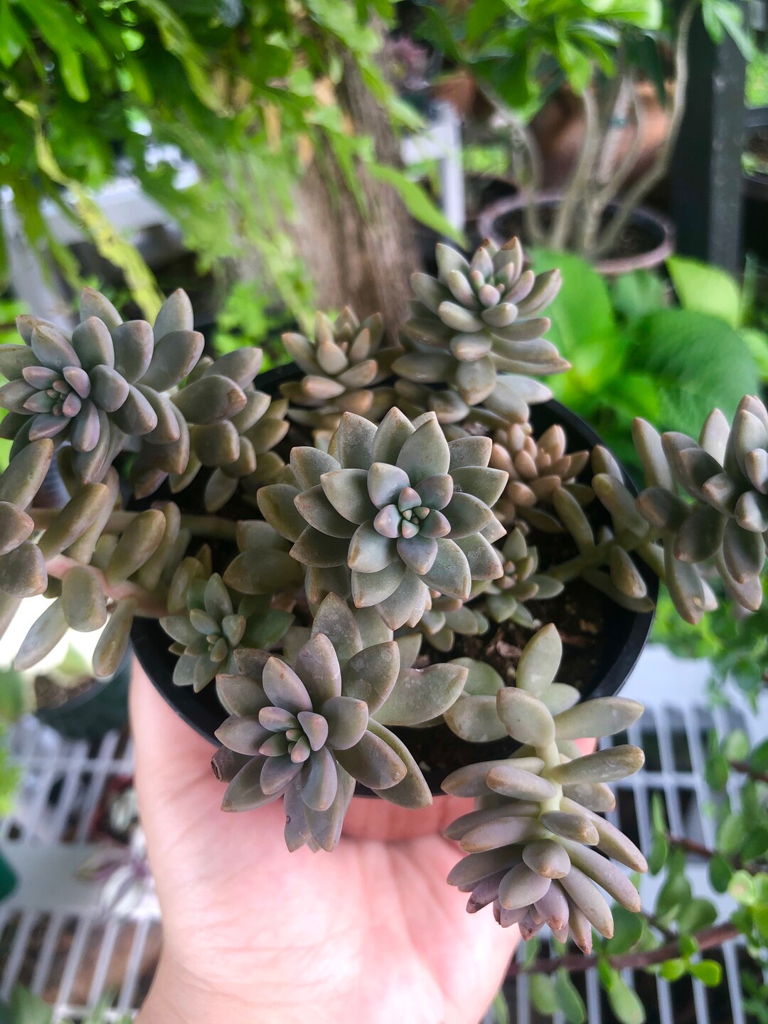 Sedum California Sunset Rare Succulent Live Plant - Etsy