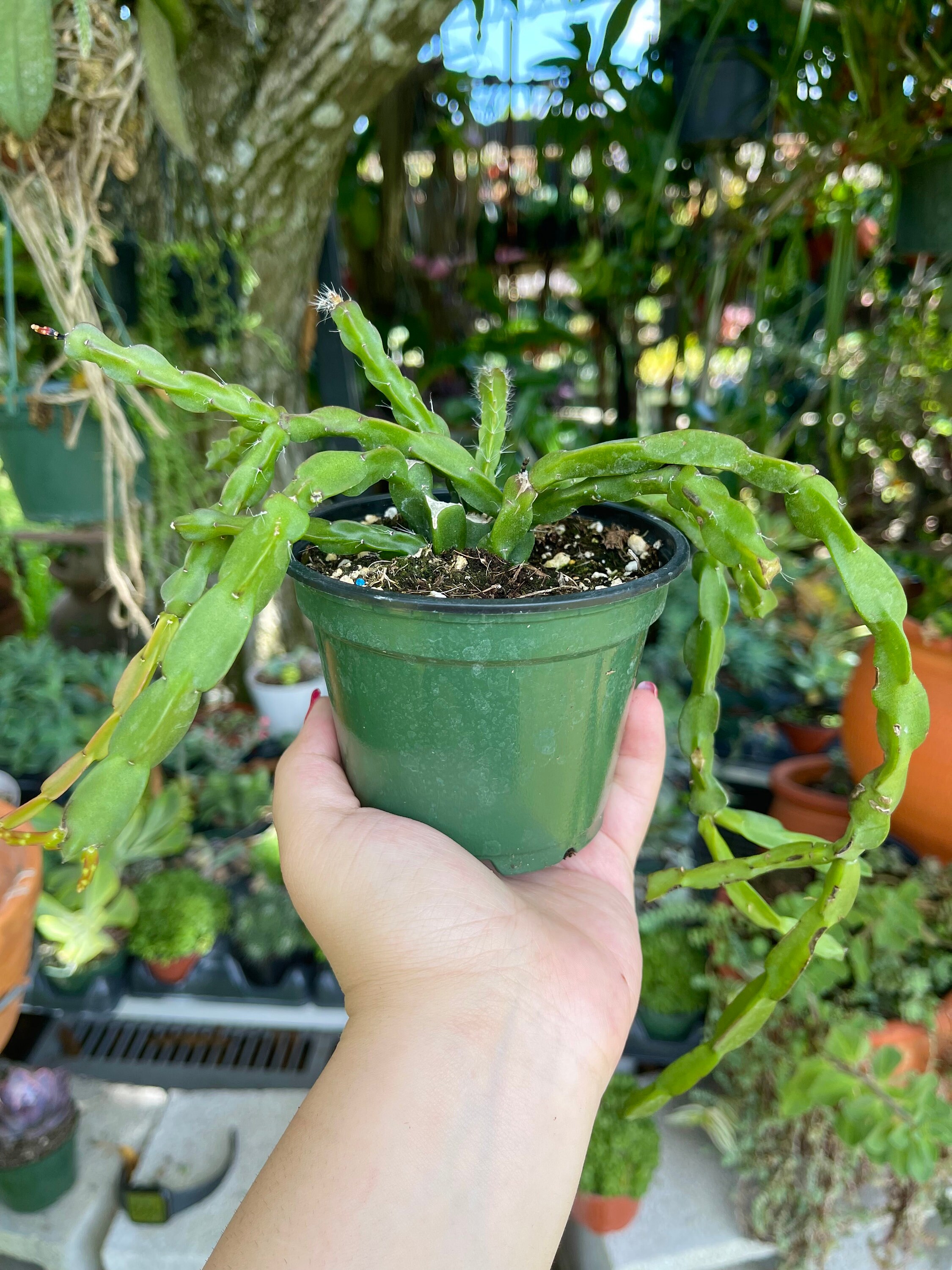 Rhipsalis Paradoxa Chain Cactus Rare Succulent Live Cacti - Etsy