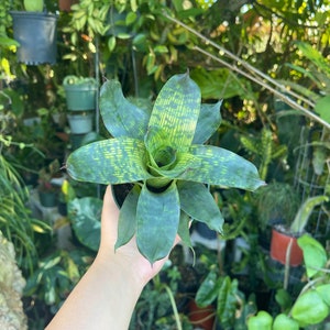 Vriesea Gigantea Rare Bromeliad Live Plant - Etsy