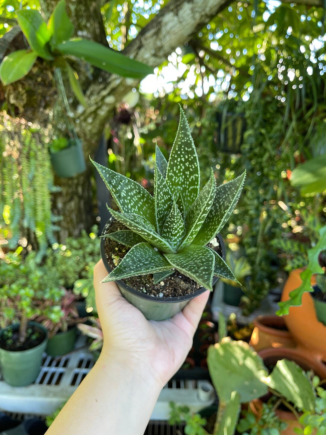 Gasteria Flow Rare Succulent Live Plant - Etsy