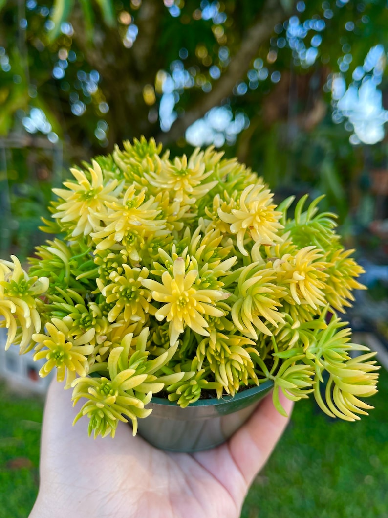 Sedum Angelina Rare Succulent Live Plant - Etsy