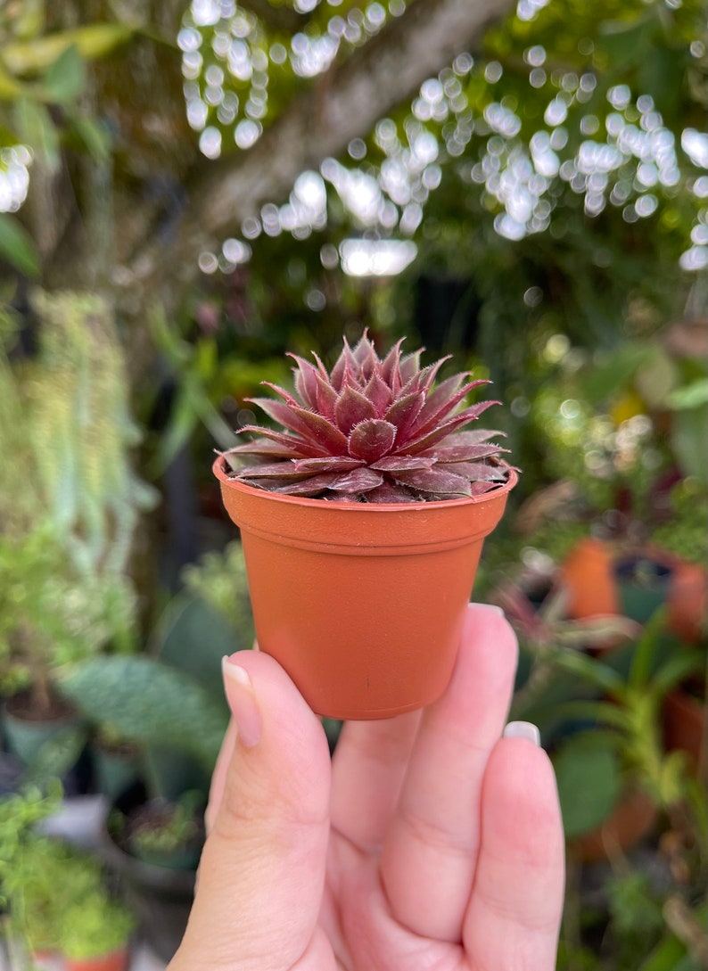 2 Sempervivum Ruby Hens and Chicks Rare Succulent Live Plant - Etsy