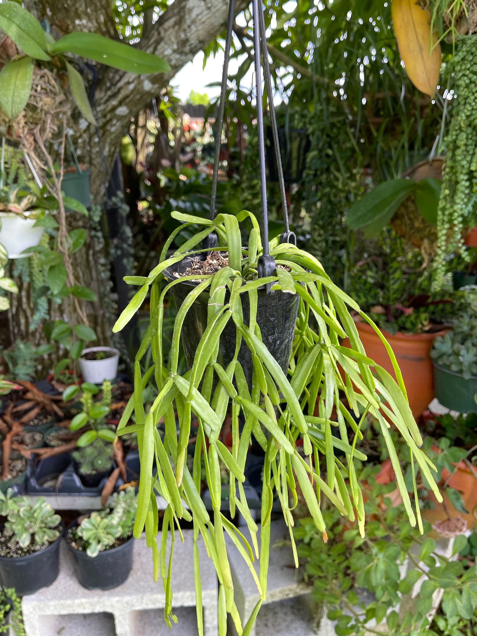 Rhipsalis Micrantha F. Tonduzii Cactus Rare Succulent Live | Etsy