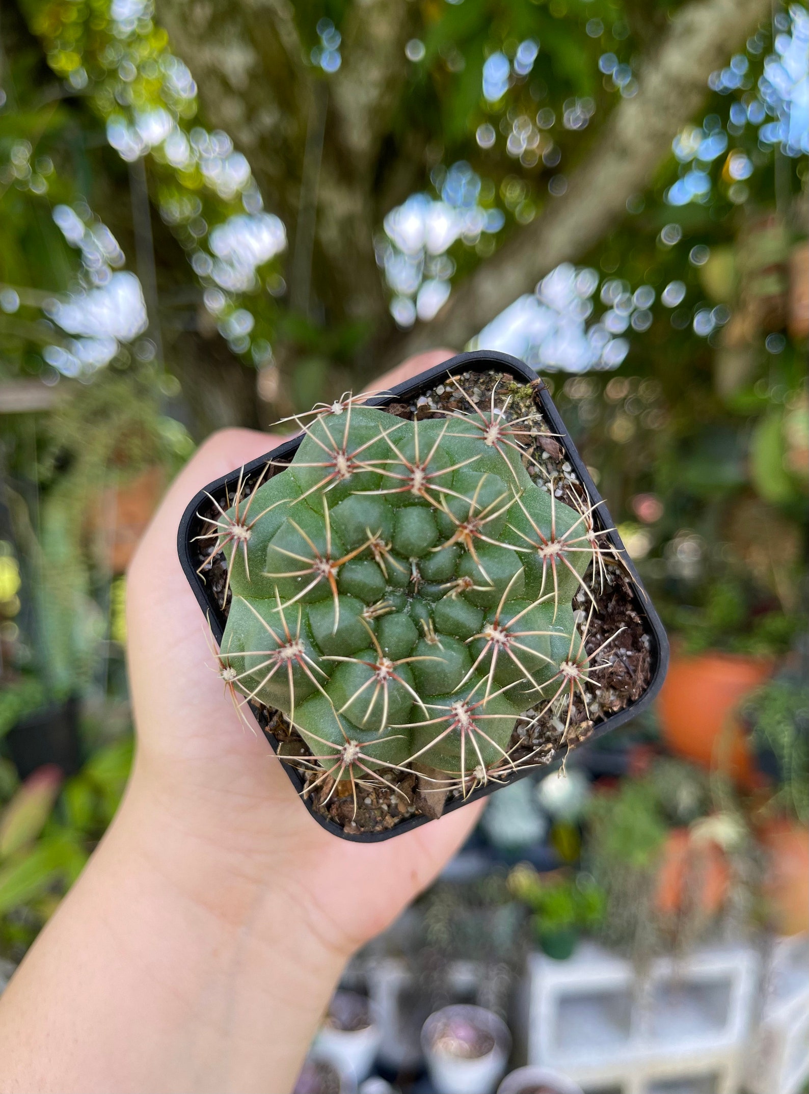 Gymnocalycium Baldianum Dwarf Chin Cactus Rare Succulent - Etsy