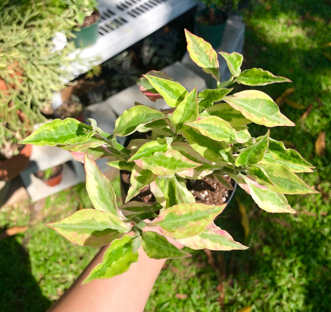 Pedilanthus Tithymaloides Variegated Pink ‘devil’s Backbone’ Rare ...