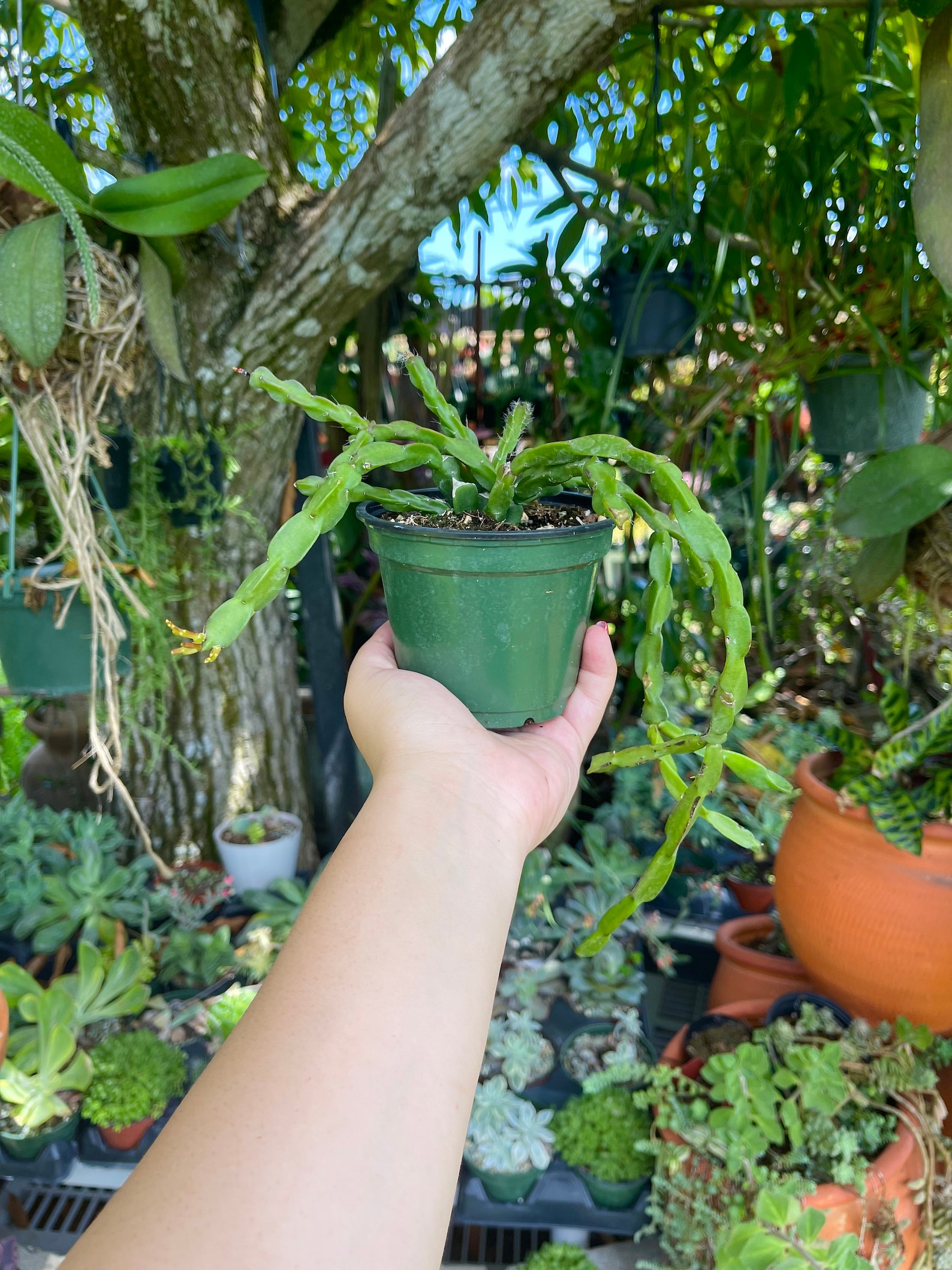Rhipsalis Paradoxa Chain Cactus Rare Succulent Live Cacti - Etsy
