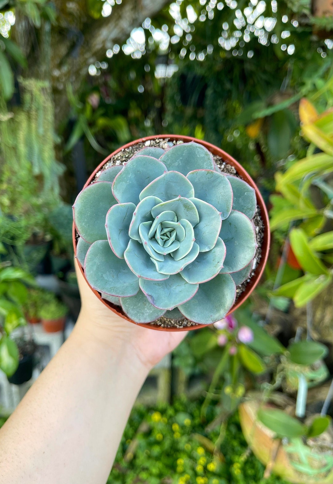 Echeveria Atlantis Rare Succulent Live Plant - Etsy