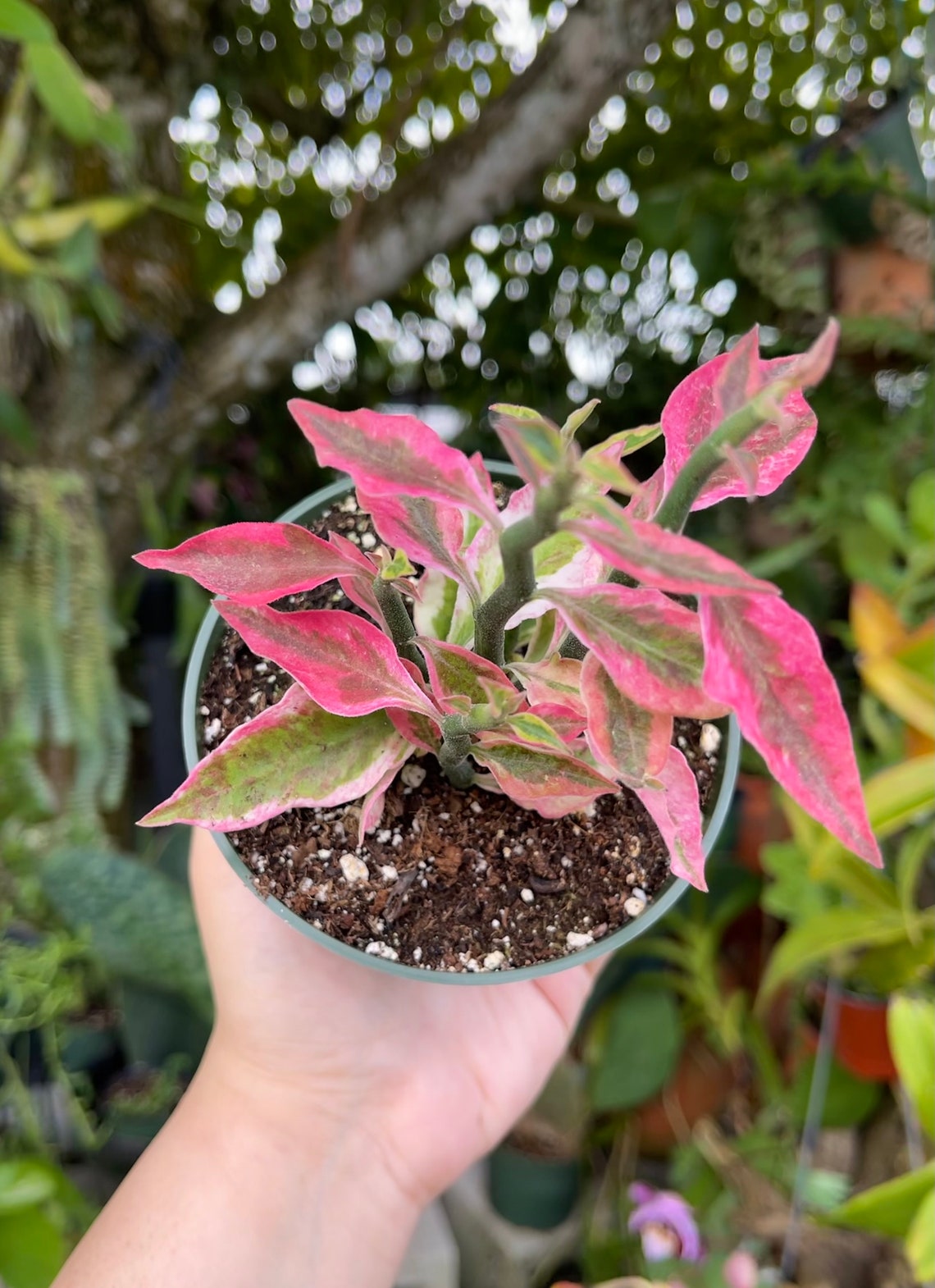 Pedilanthus Tithymaloides Variegated Pink devils Backbone - Etsy