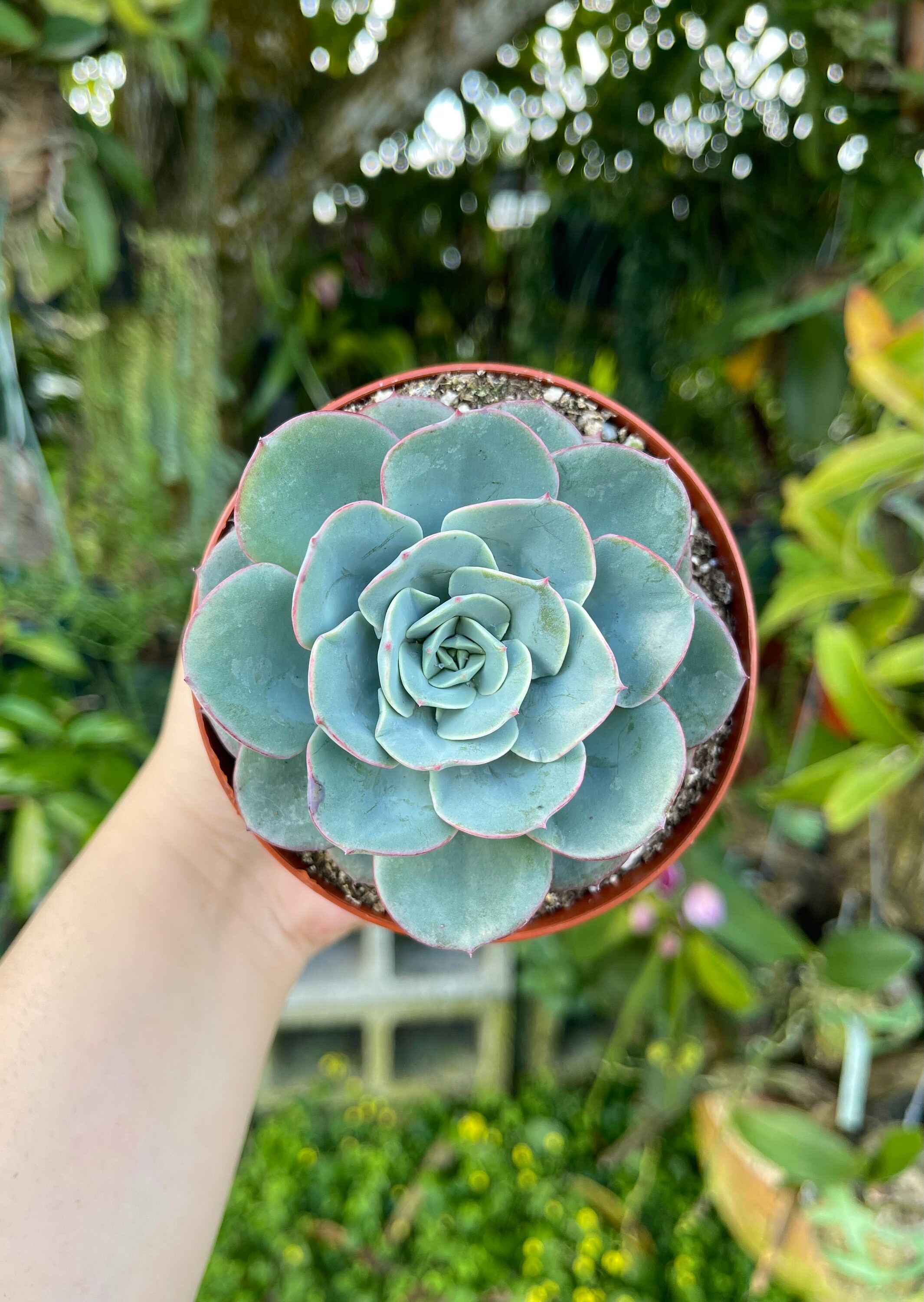 Echeveria Atlantis Rare Succulent Live Plant | Etsy