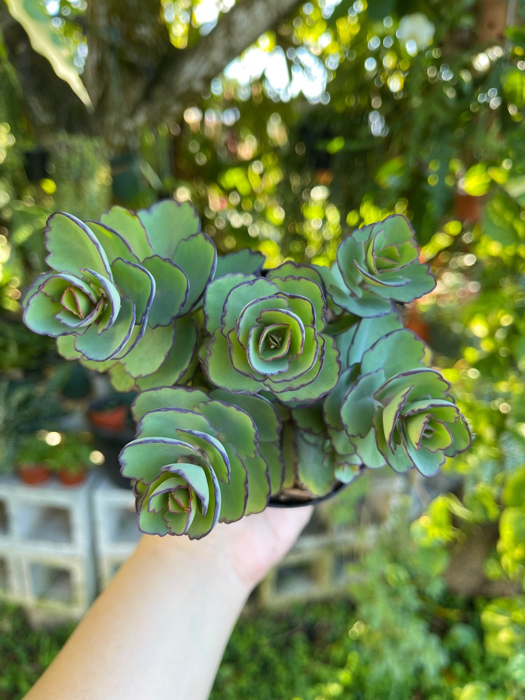 Purple Rim Kalanchoe Fedtschenkoi F Compacta Rare Succulent Live Plant ...
