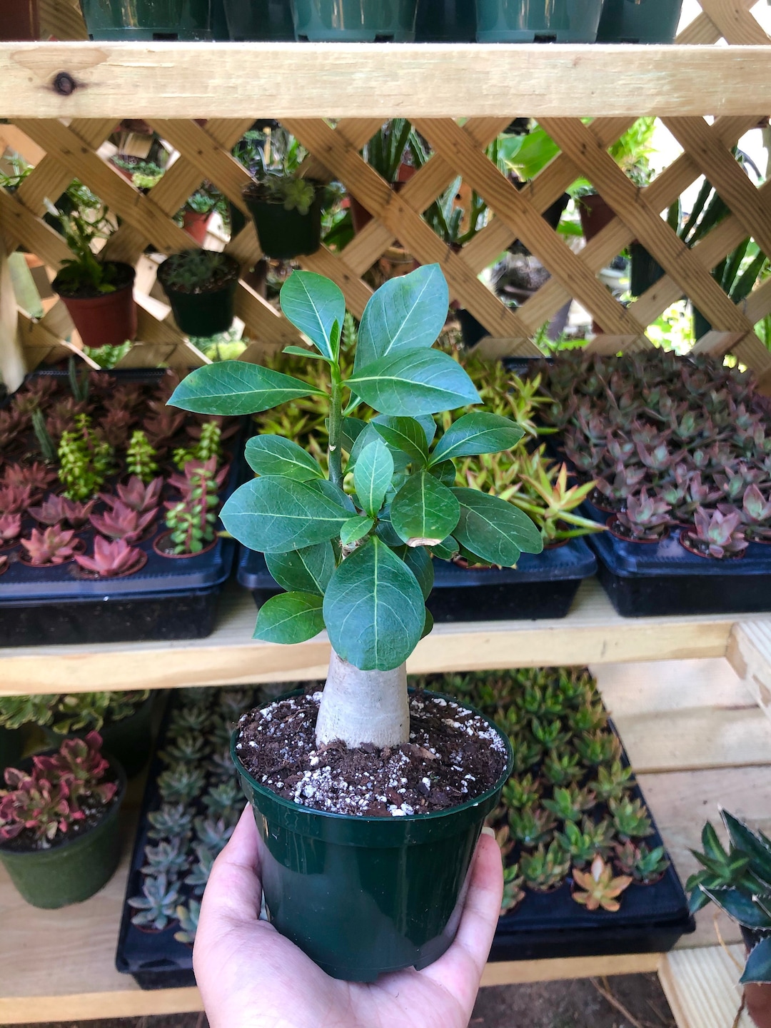 Bonsai Adenium Arabicum Desert Rose Rare Succulent Live Tree Plant - Etsy