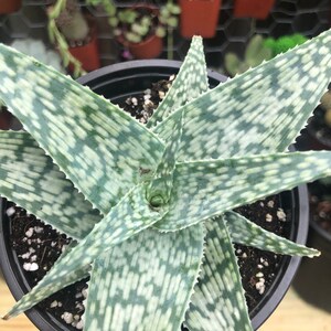 Aloe White Fox Rare Succulent Live Plant - Etsy
