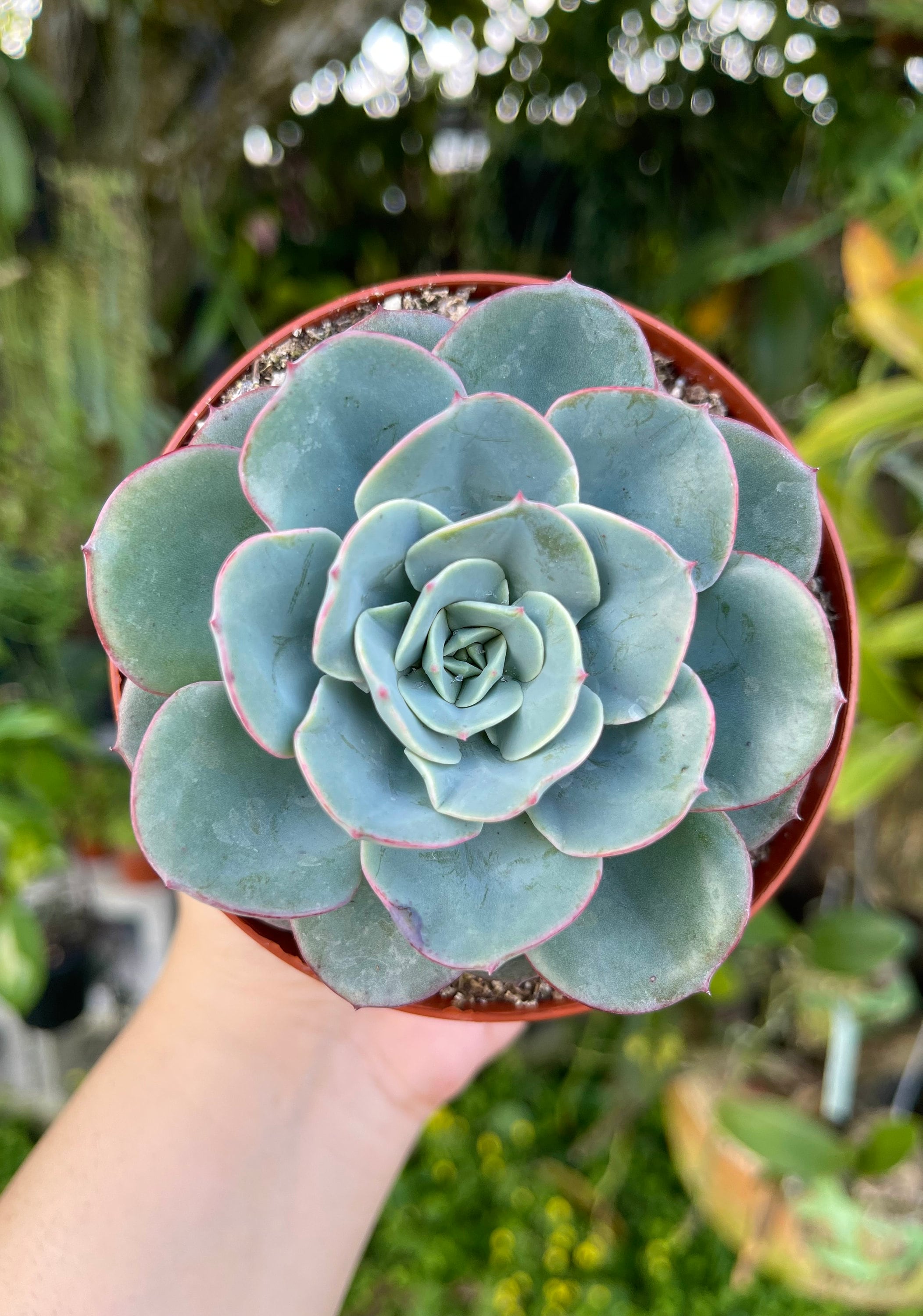 Echeveria Atlantis Rare Succulent Live Plant | Etsy