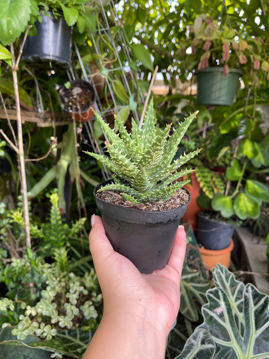 Aloe Juvenna Tiger Tooth Zanzibarica Rare Succulent Live Plant - Etsy