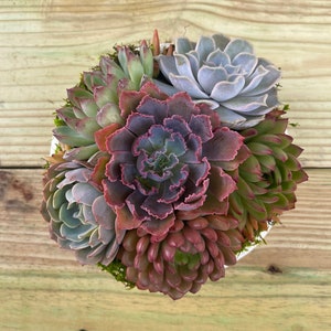 8” Round Living Colorful Succulent Arrangement - Etsy