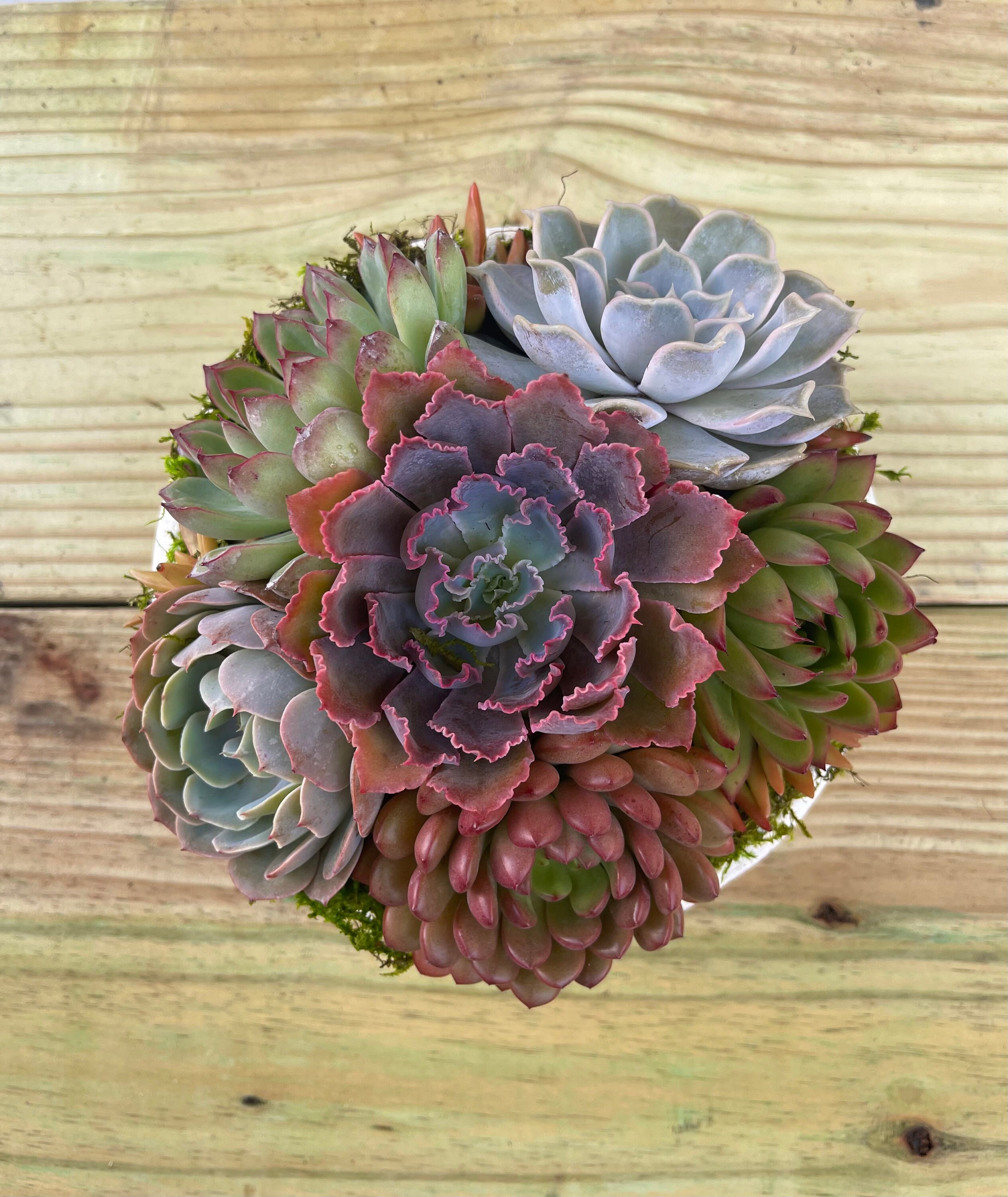 8” Round Living Colorful Succulent Arrangement - Etsy