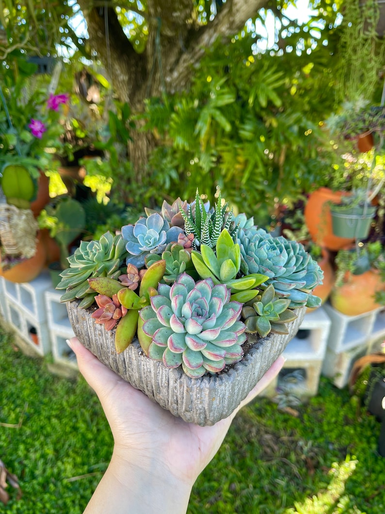 Large Living Colorful Succulent Arrangement - Etsy