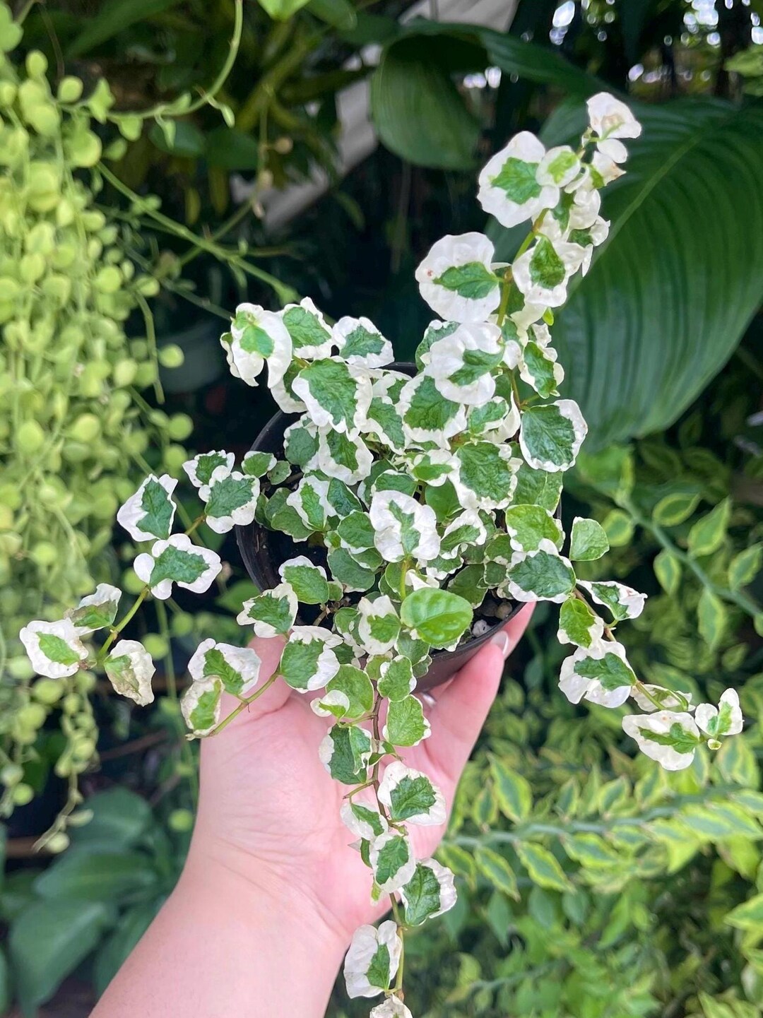 Ficus Pumila Variegated Bellus Rare Live Plant - Etsy