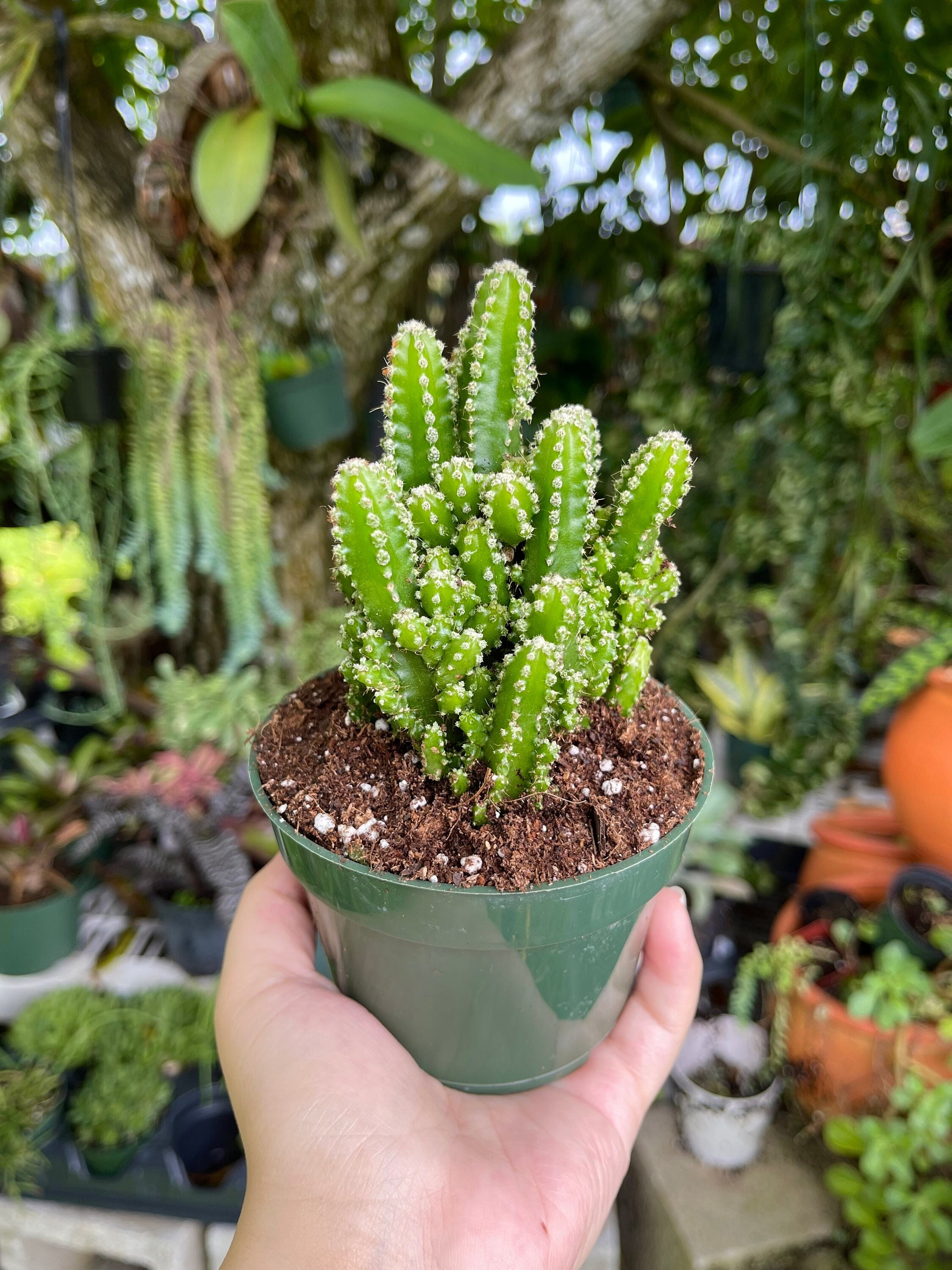 Acanthocereus Tetragonus Fairy Castle Cactus Rare Succulent Live Cacti ...