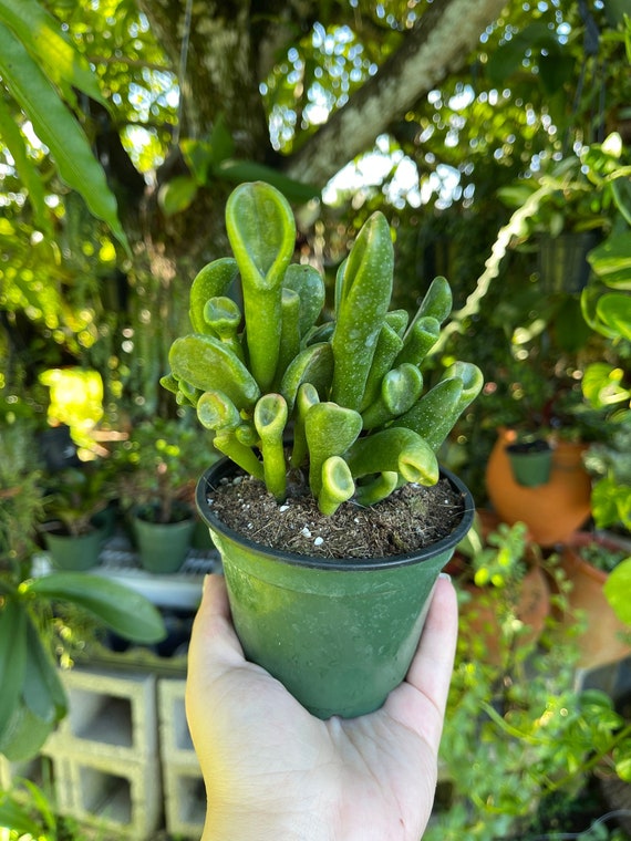Crassula Ovata Ets Fingers Jade Rare Succulent Live Plant - Etsy