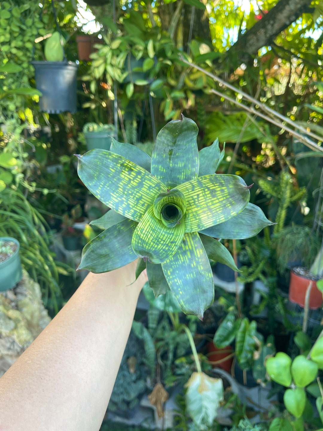 Vriesea Gigantea Rare Bromeliad Live Plant - Etsy