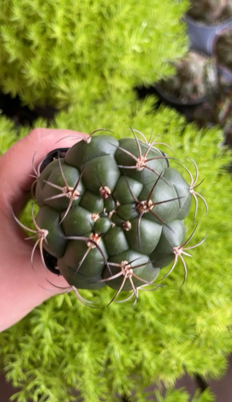 Gymnocalycium Baldianum Dwarf Chin Cactus Rare Succulent | Etsy