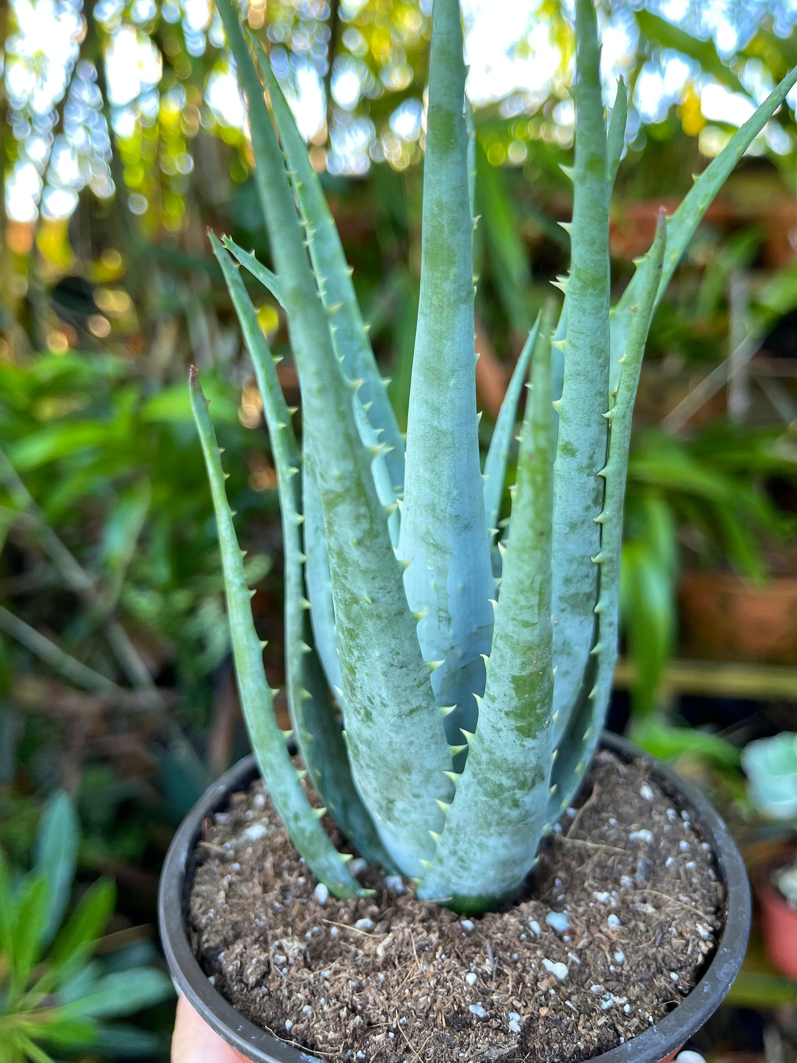 Aloe Blue Elf Rare Succulent Live Plant - Etsy