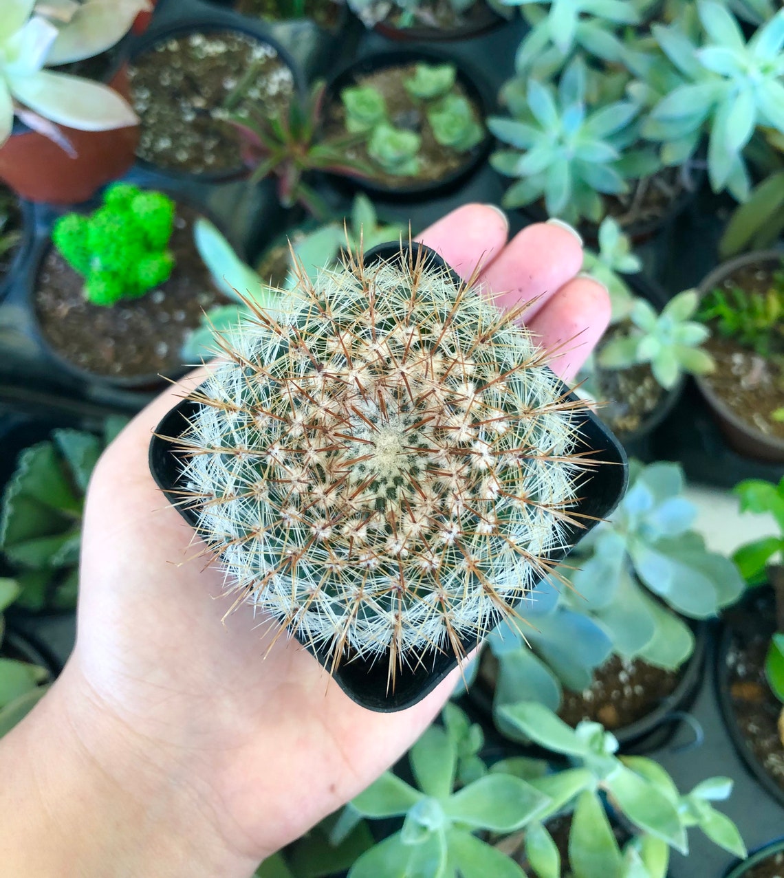 Mammillaria Round Ball Cactus Rare Succulent Live Plant - Etsy