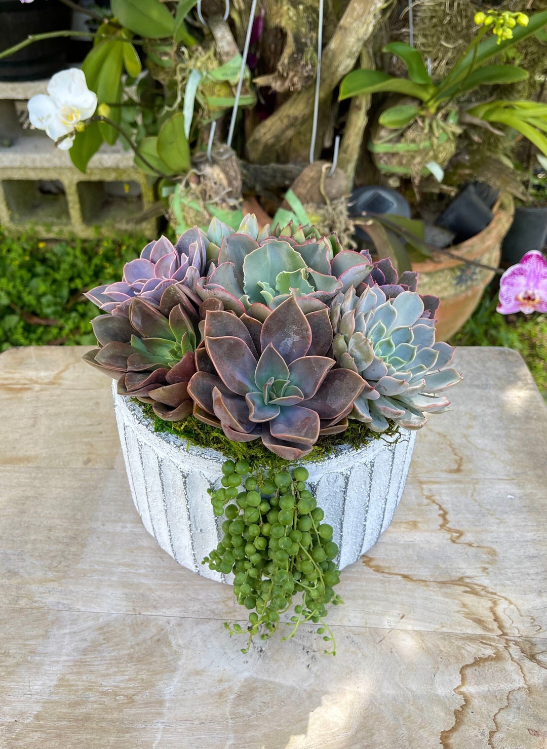 8” Living Colorful Succulent Arrangement - Etsy