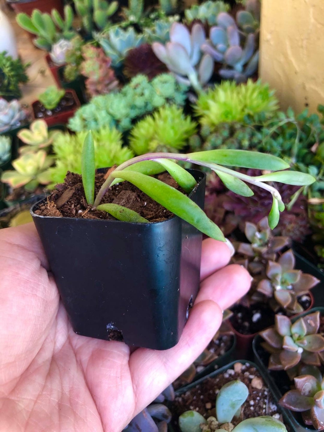 Othonna Capensis Ruby Necklace 'little Pickles' Rare Succulent Hanging ...