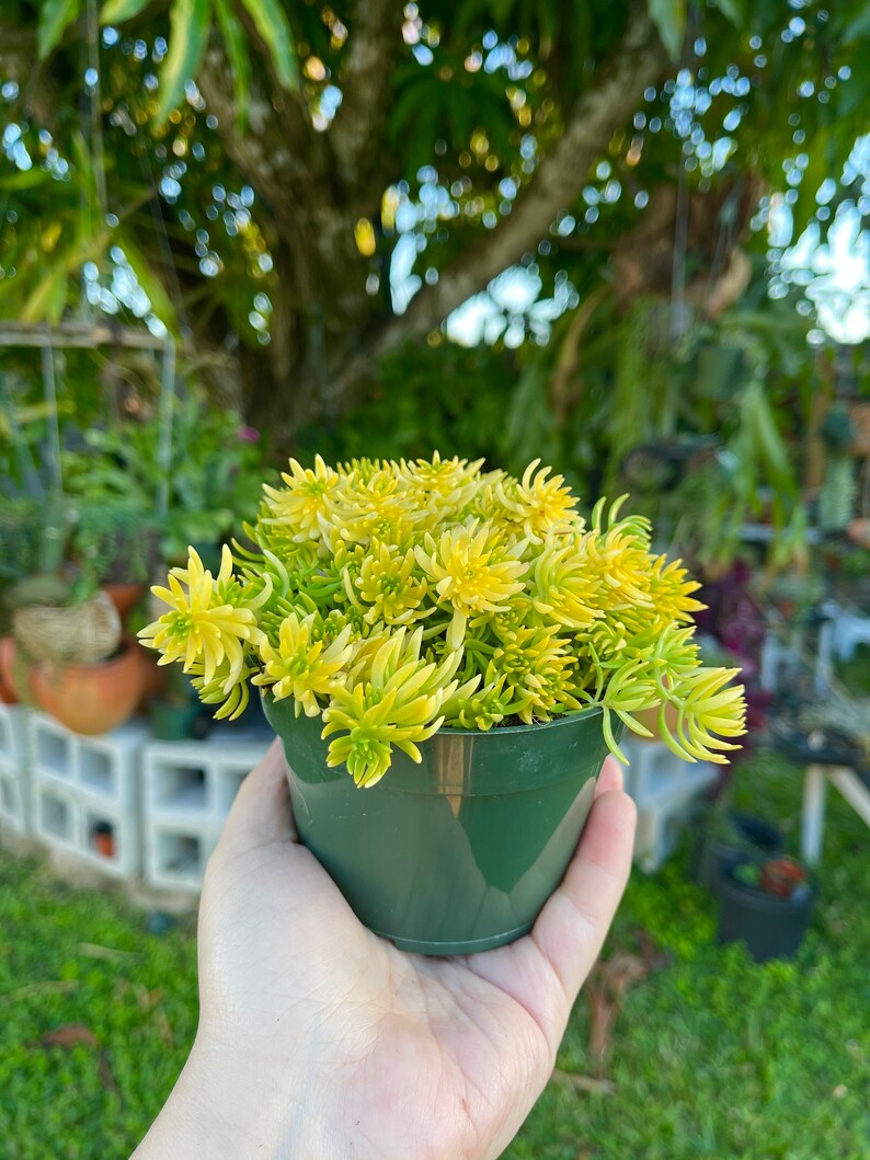 Sedum Angelina Rare Succulent Live Plant - Etsy