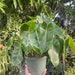 6 Blue Marx Philodendron Rooted Live Plant - Etsy