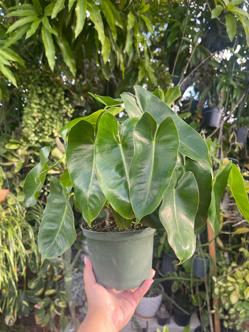 6 Blue Marx Philodendron Rooted Live Plant - Etsy