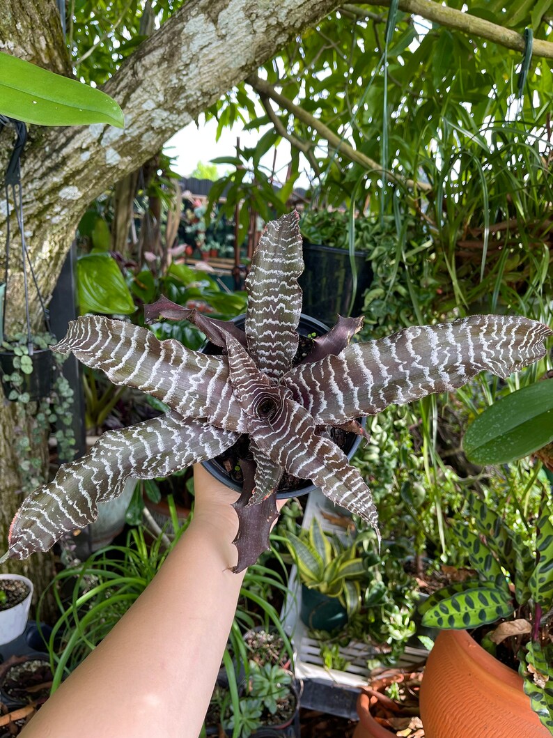 6 Bromeliad Cryptanthus Absolute Zero Tiger Rare Live Plant - Etsy
