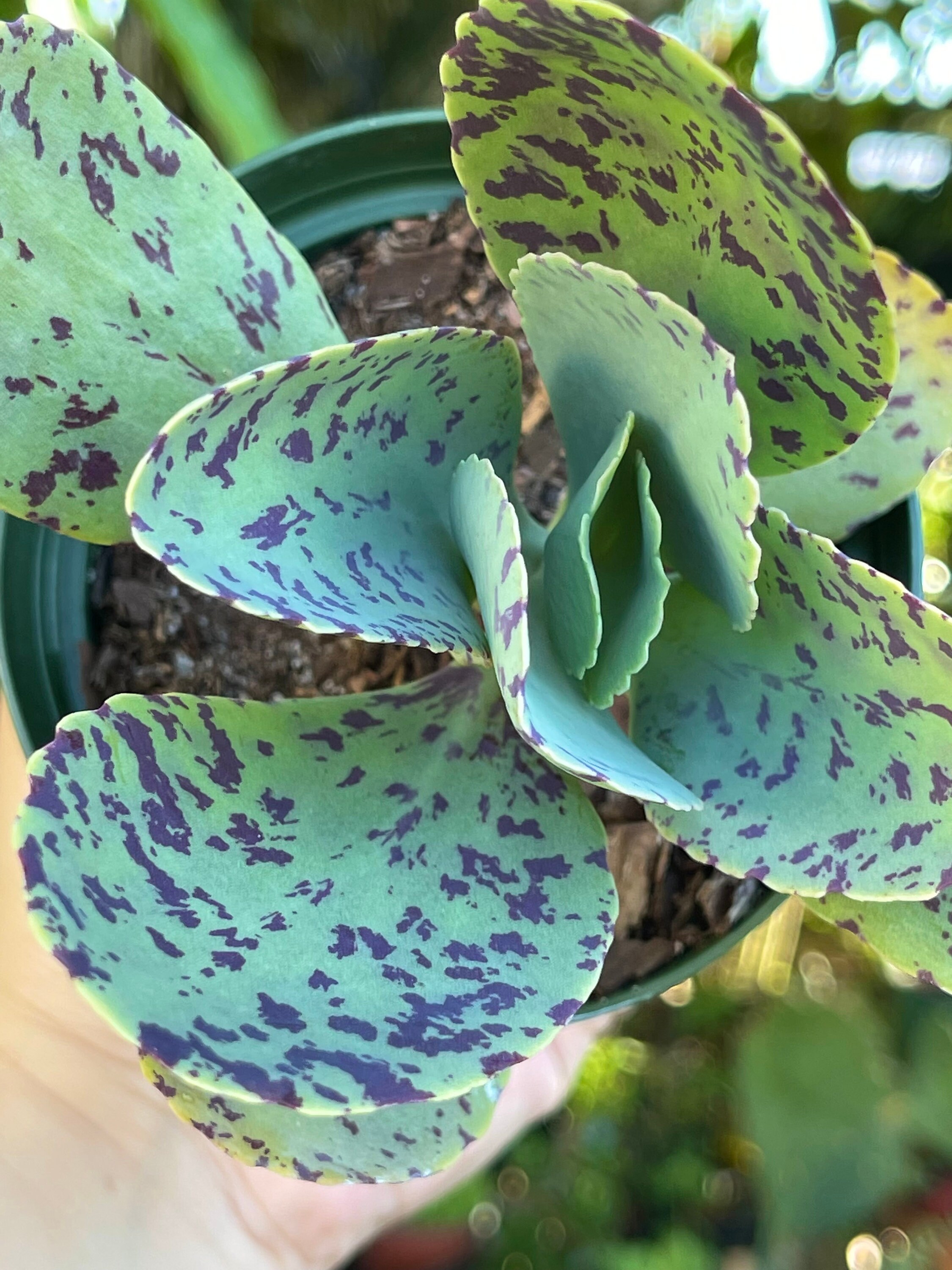 Spotted Kalanchoe Marmorata Penwiper Plant Rare Succulent - Etsy