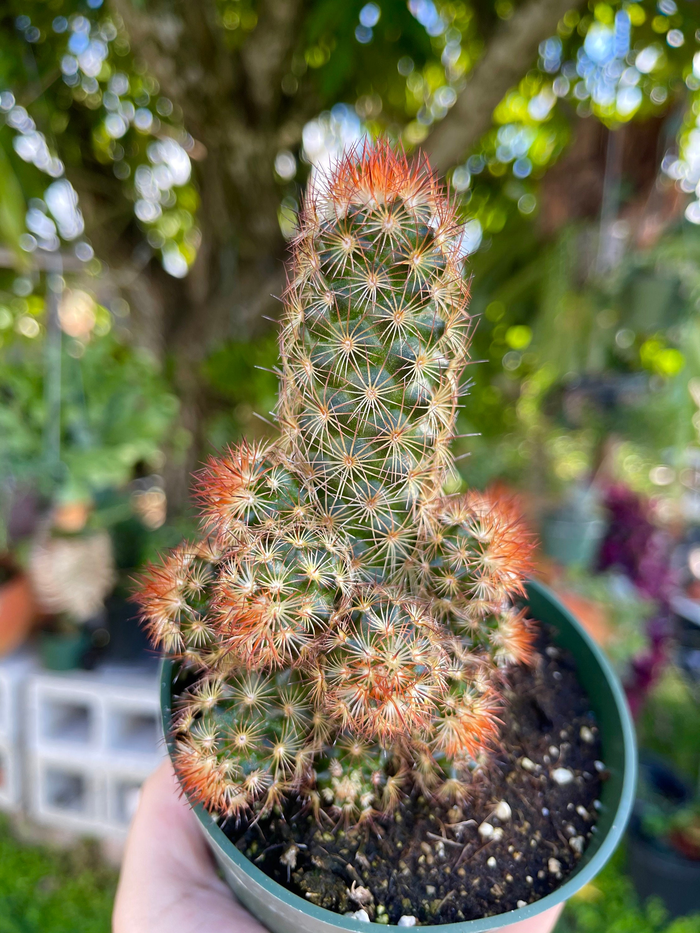 Fire Mammillaria Elongata Copper King Cactus Rare - Etsy