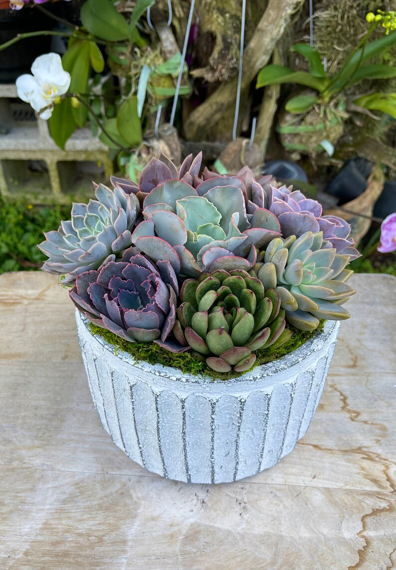 8” Living Colorful Succulent Arrangement - Etsy