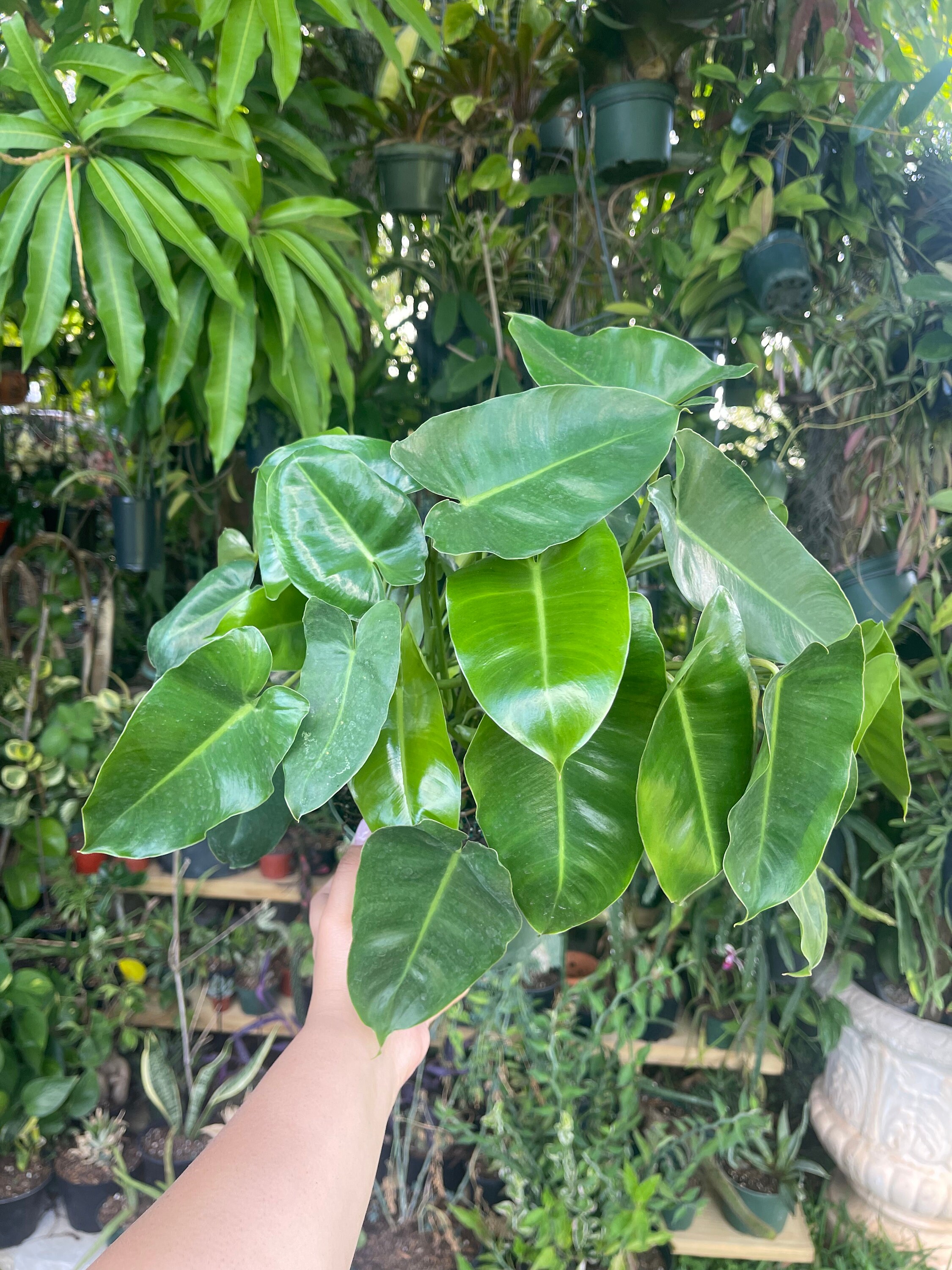 6 Blue Marx Philodendron Rooted Live Plant - Etsy