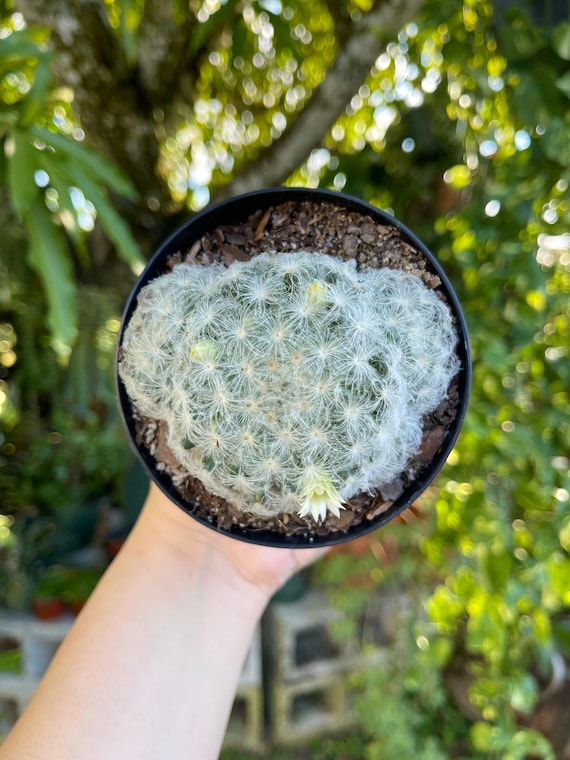 Mammillaria Plumosa feather Cactus Rare Succulent Live Cacti | Etsy
